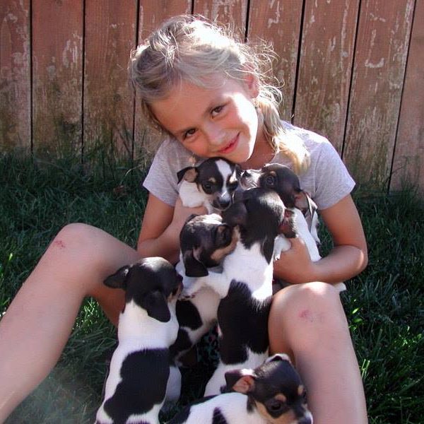 CaliRats Terriers – Toy & Miniature Rat Terriers